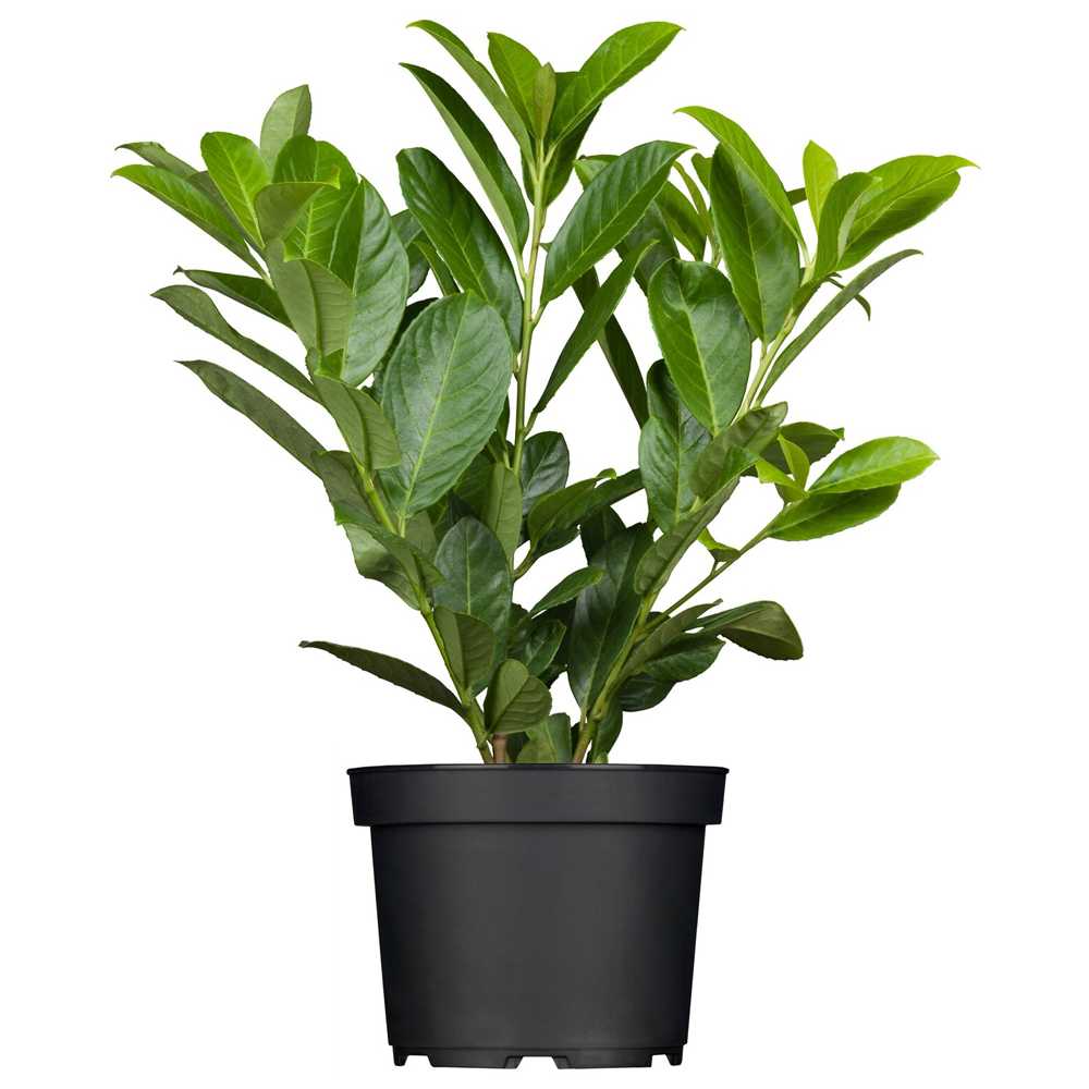 Laur englezesc (Prunus Laurocerasus Novita) in ghiveci de 3 litri ...