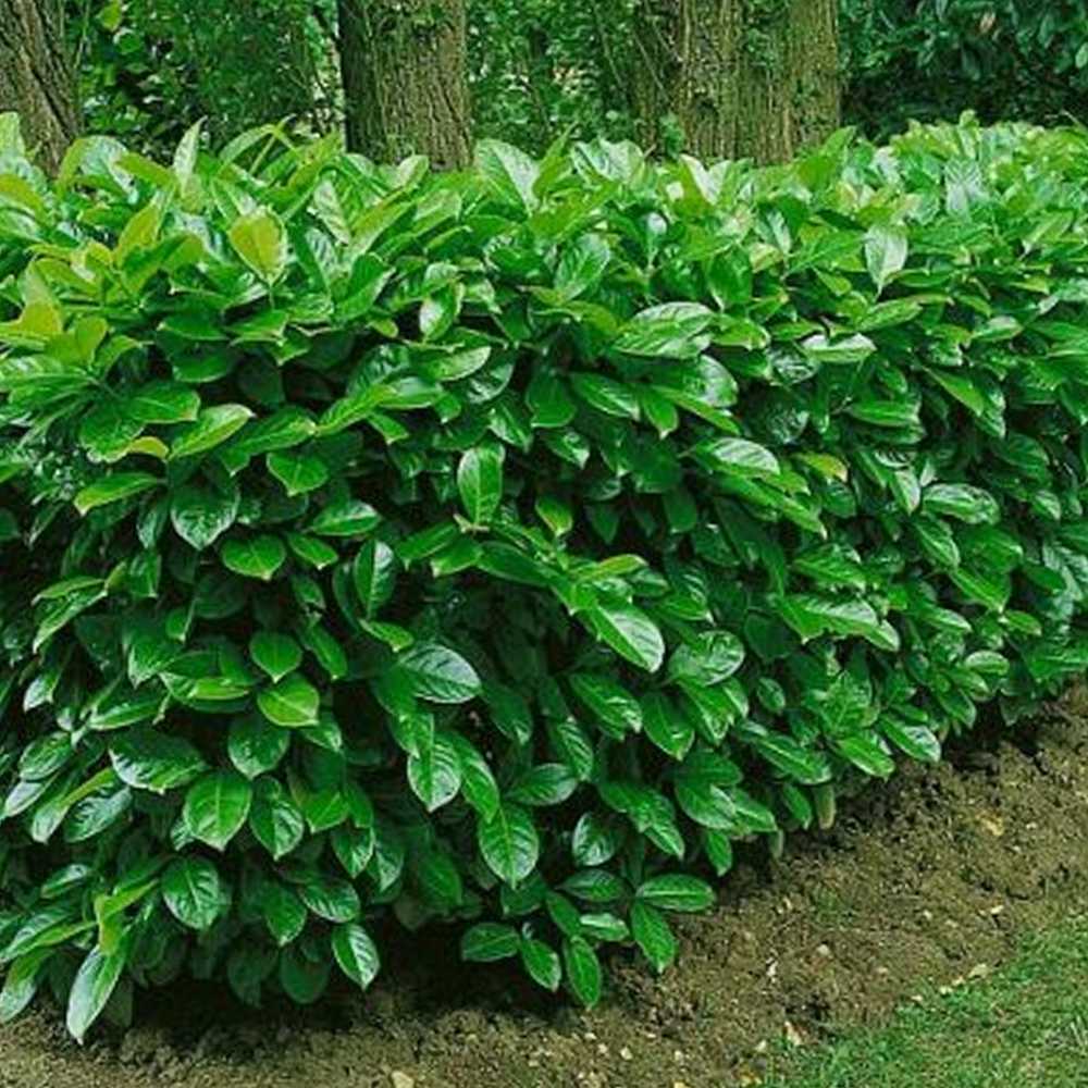 Laur englezesc (Prunus Laurocerasus Novita) in ghiveci de 3 litri ...