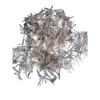 Pomi, arbusti si butasi Pret 3.000 - 4.000 Paulownia. Căutarea nu se ...