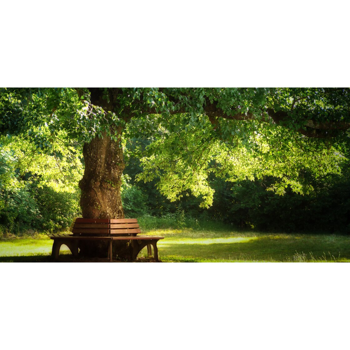 Seminte de gazon Shadow&Sun, Barenburg, Rezistenta la boli, 50m2, 1 kg ...