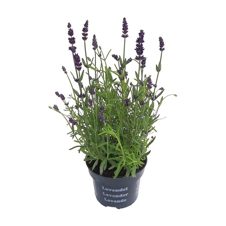 Planta ghiveci de Lavanda Hidcote de 20-25 cm - eMAG.ro