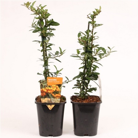 Planta ghiveci de Catina galbena (Golden Charmer) 30-40cm - eMAG.ro