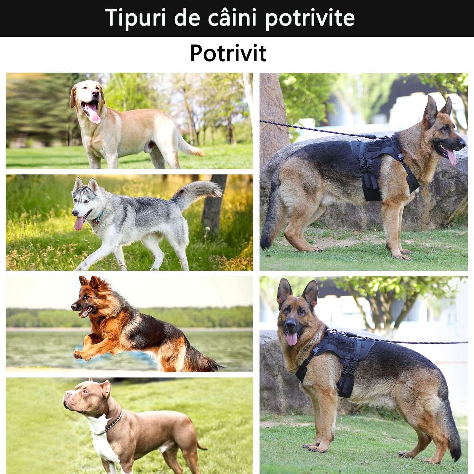 Set Ham Si Lesa Pentru Caine, Ham tactic pentru caini de talie mare ...