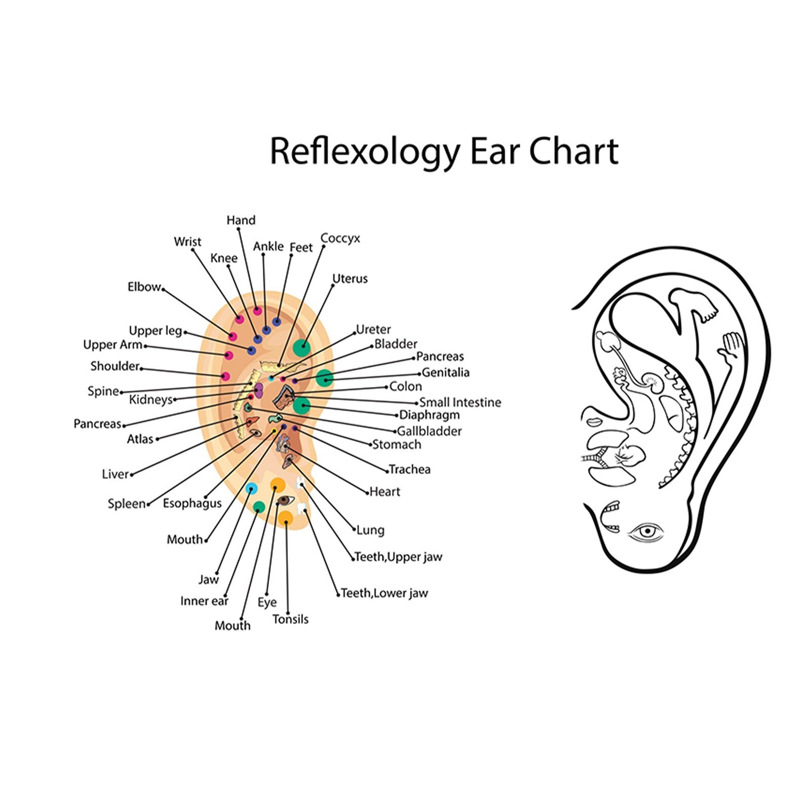 Detector de puncte de acupunctura, Mmgoqqt, rola de masaj, auricular ...