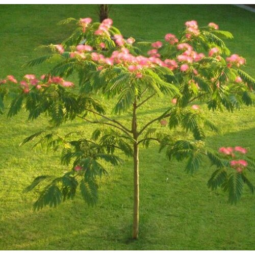 Arbore Matase Albizia Julibrissin 80-100 cm, la radacina libera - eMAG.ro
