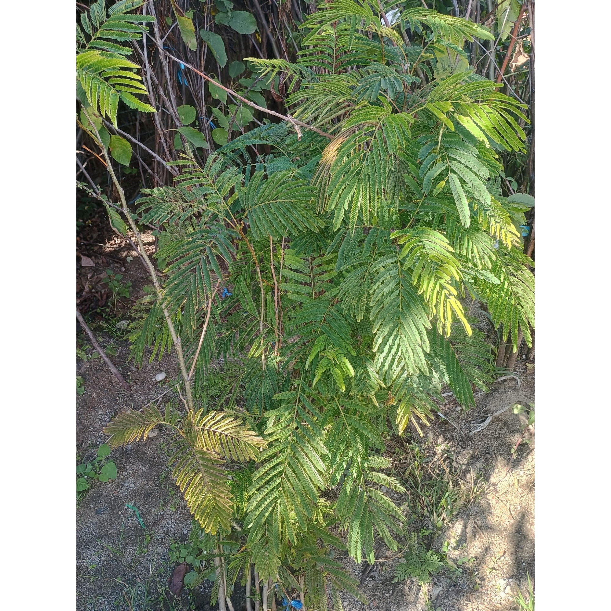 Arbore Matase Albizia Julibrissin 80-100 cm, la radacina libera - eMAG.ro