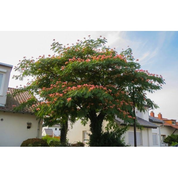 Arbore Matase Albizia Julibrissin 80-100 cm, la radacina libera - eMAG.ro