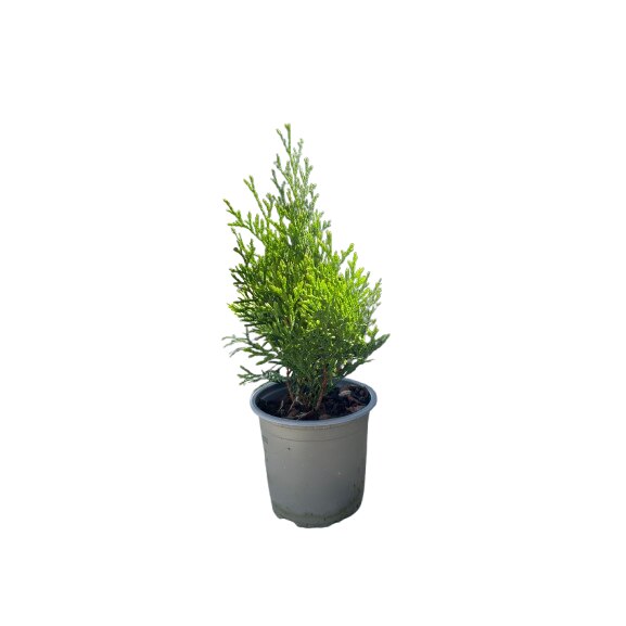 Planta Tuia Occidentalis Smaragd 20 cm - eMAG.ro