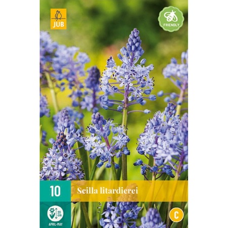 Луковици на цветя, Scilla Litardierei, Jub, 10 бр - eMAG.bg