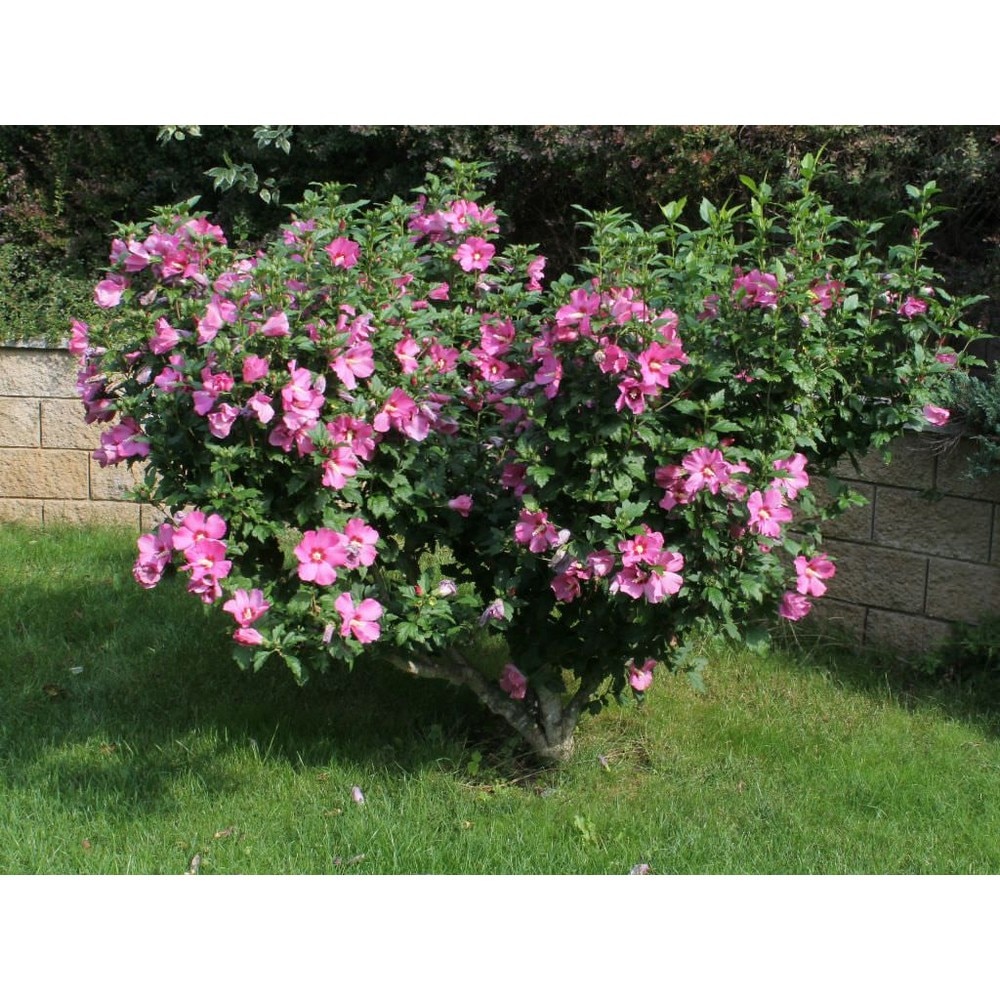 Planta ghiveci de Hibiscus roz ”syriacus” de 20 cm - eMAG.ro