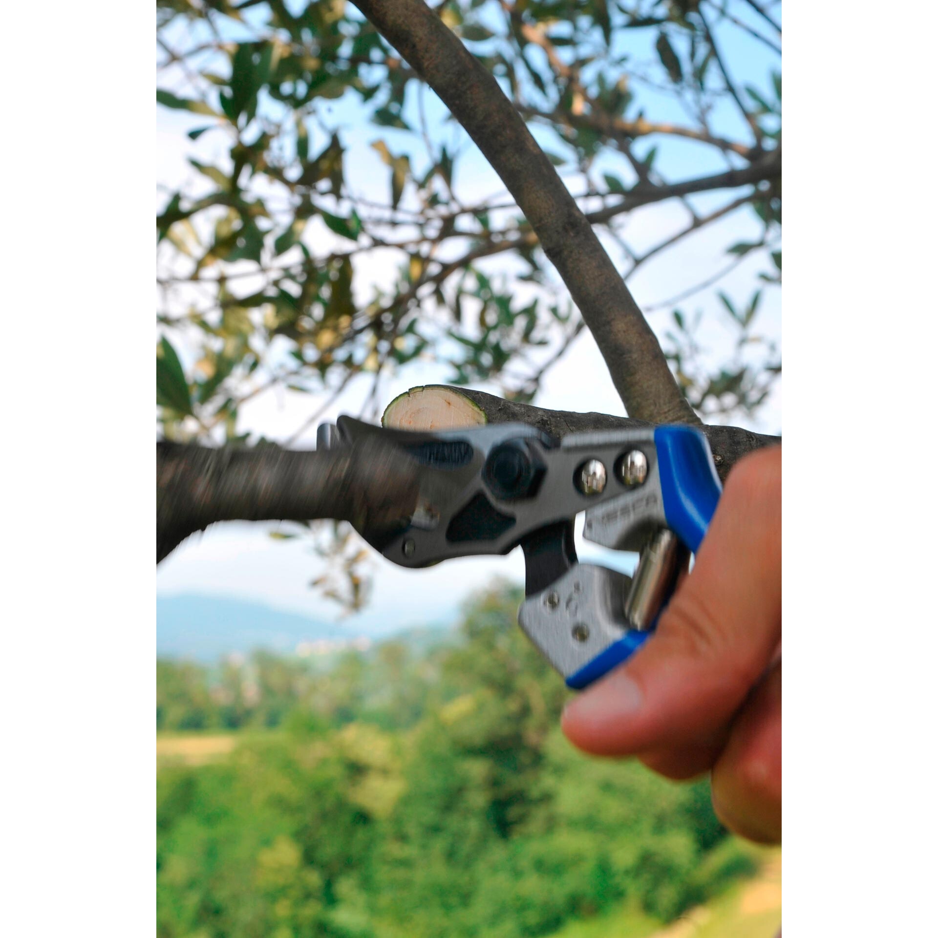 Set foarfeca profesionala de tip nicovala Vesco A6 pentru pomi ...