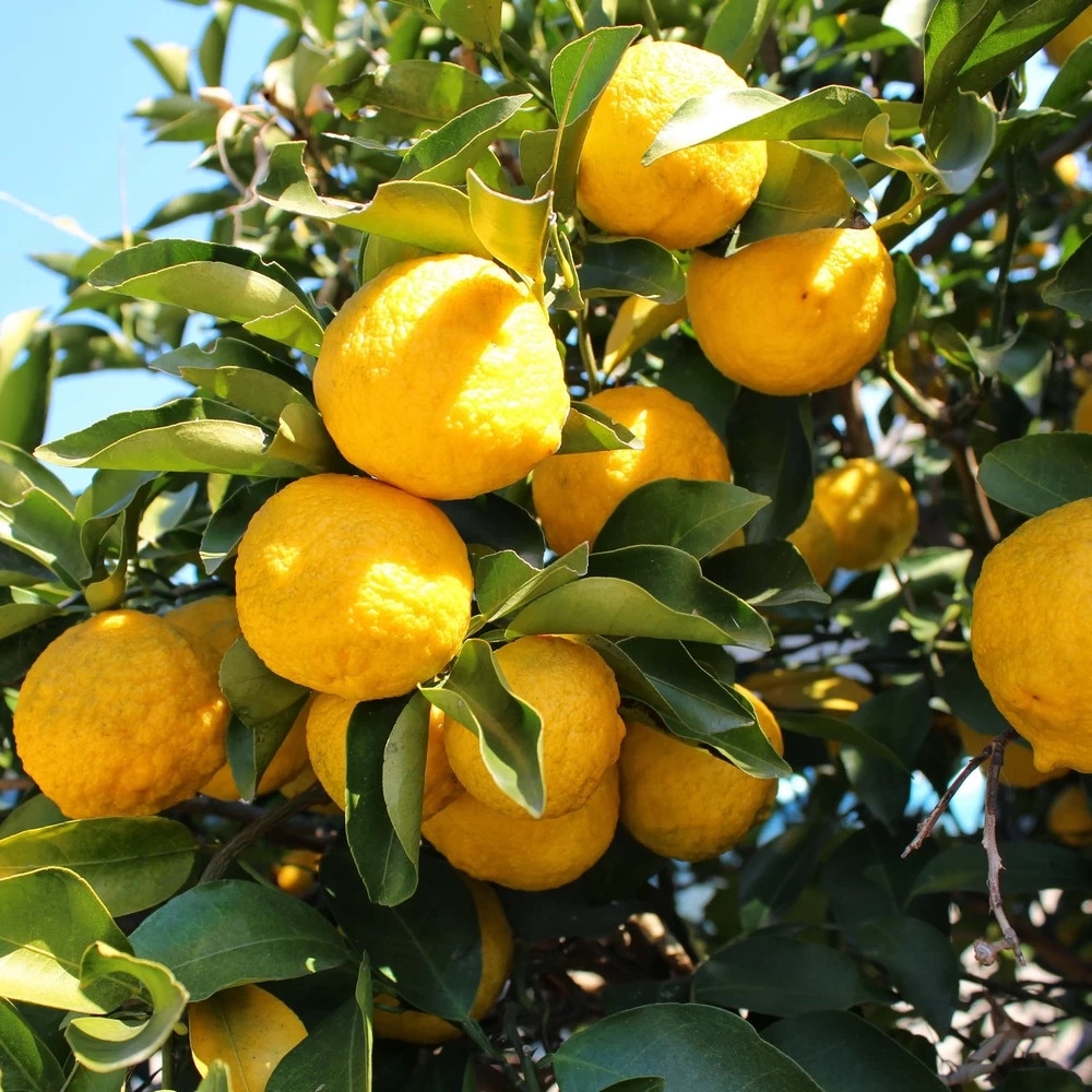 Lamai, Citrus Junos Yuzu, ghiveci 5L, H 60-80 cm - eMAG.ro