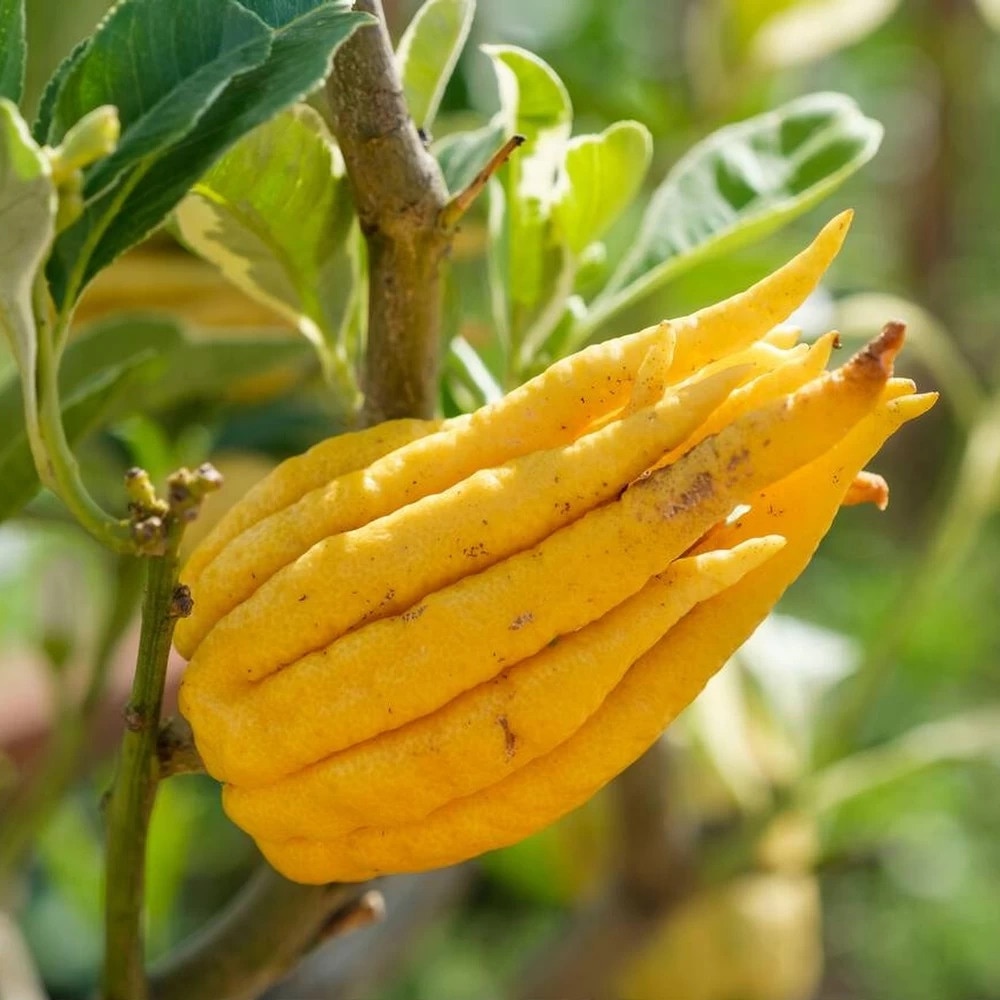 Lamai Mana lui Budha, Citrus Medica Digitata Mano di Budha, ghiveci 5L ...