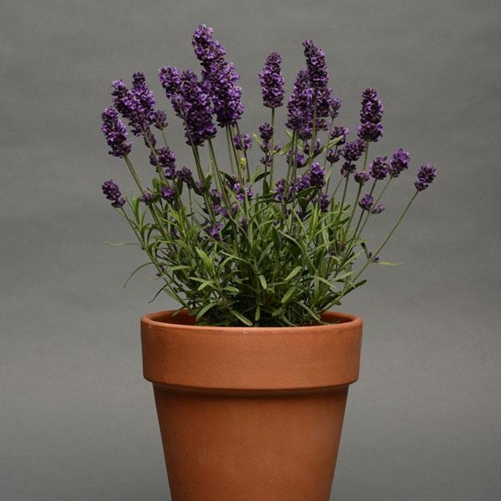 Planta ghiveci de Lavanda ”Dark Violet” de 15 cm - eMAG.ro