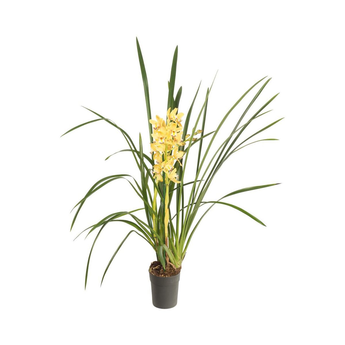 Orhidee Cymbidium galben 1 tija, Secret Garden - eMAG.ro