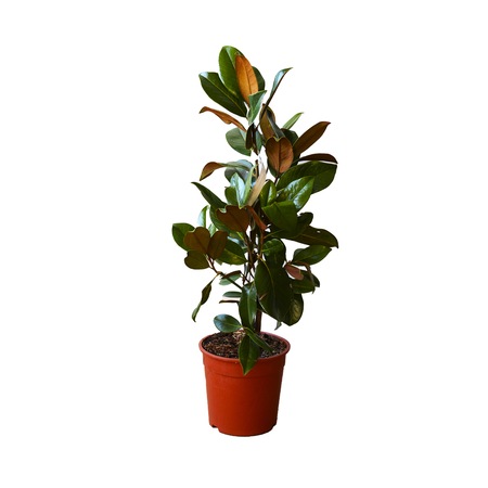 Magnolie Vesnic Verde, Magnolia Grandiflora Gallisoniensis, ghiveci 9L ...