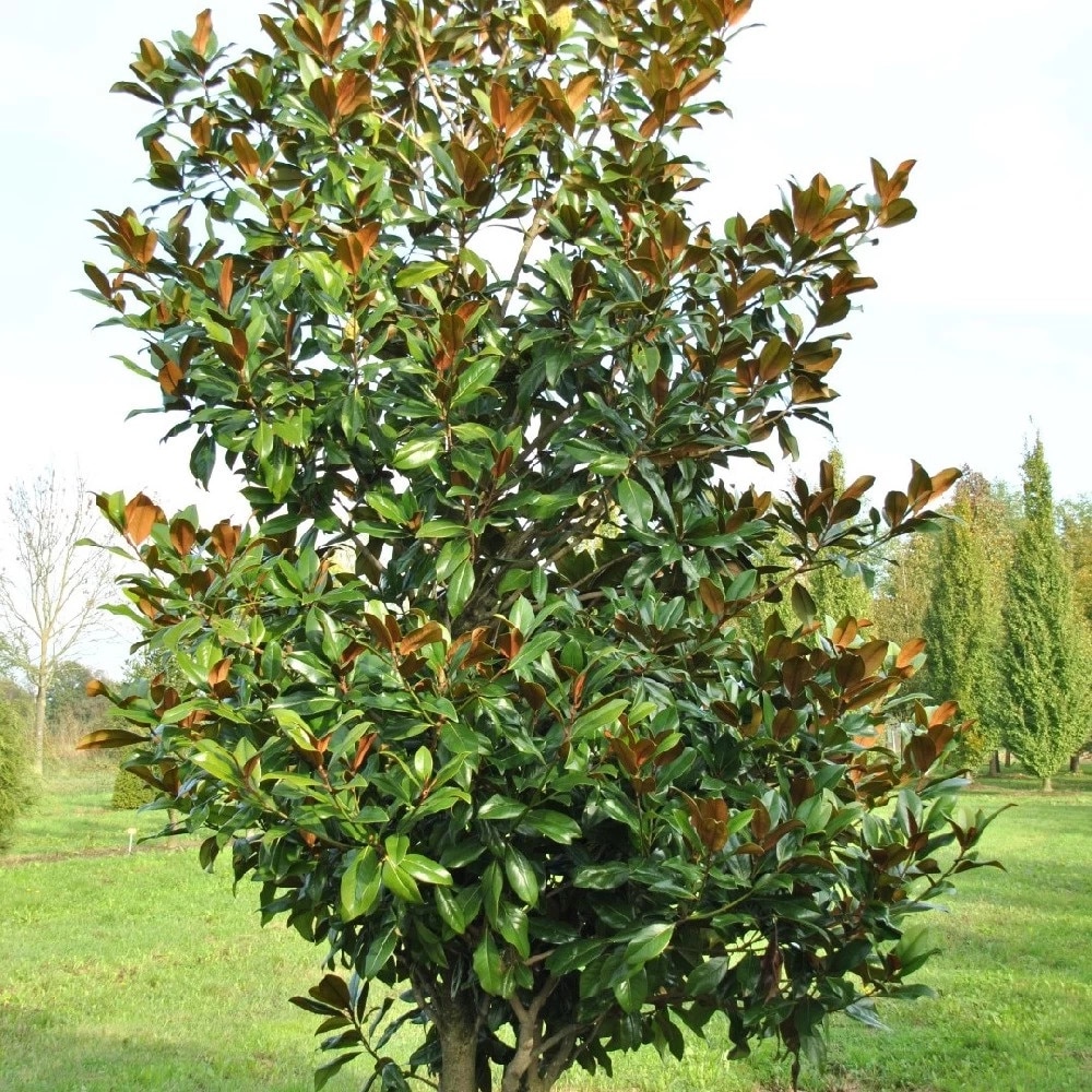 Magnolie Vesnic Verde, Magnolia Grandiflora Gallisoniensis, ghiveci 9L ...