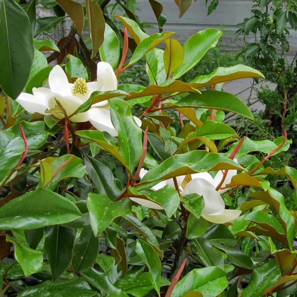 Magnolie Vesnic Verde, Magnolia Grandiflora Gallisoniensis, ghiveci 9L ...