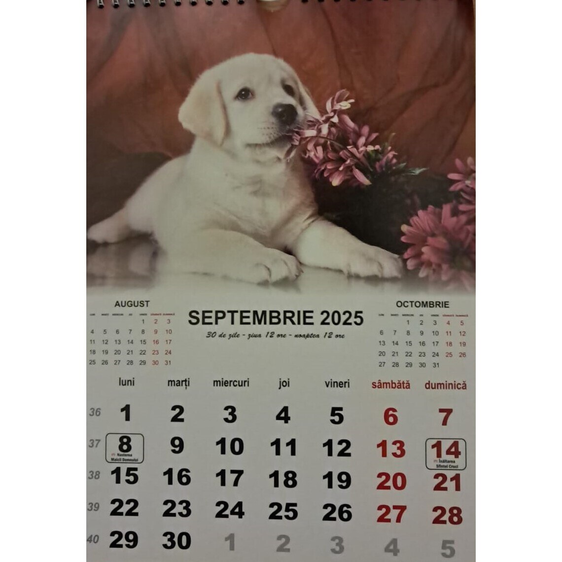 Calendar Caini anul 2025, format A4, 12 file, Global - eMAG.ro