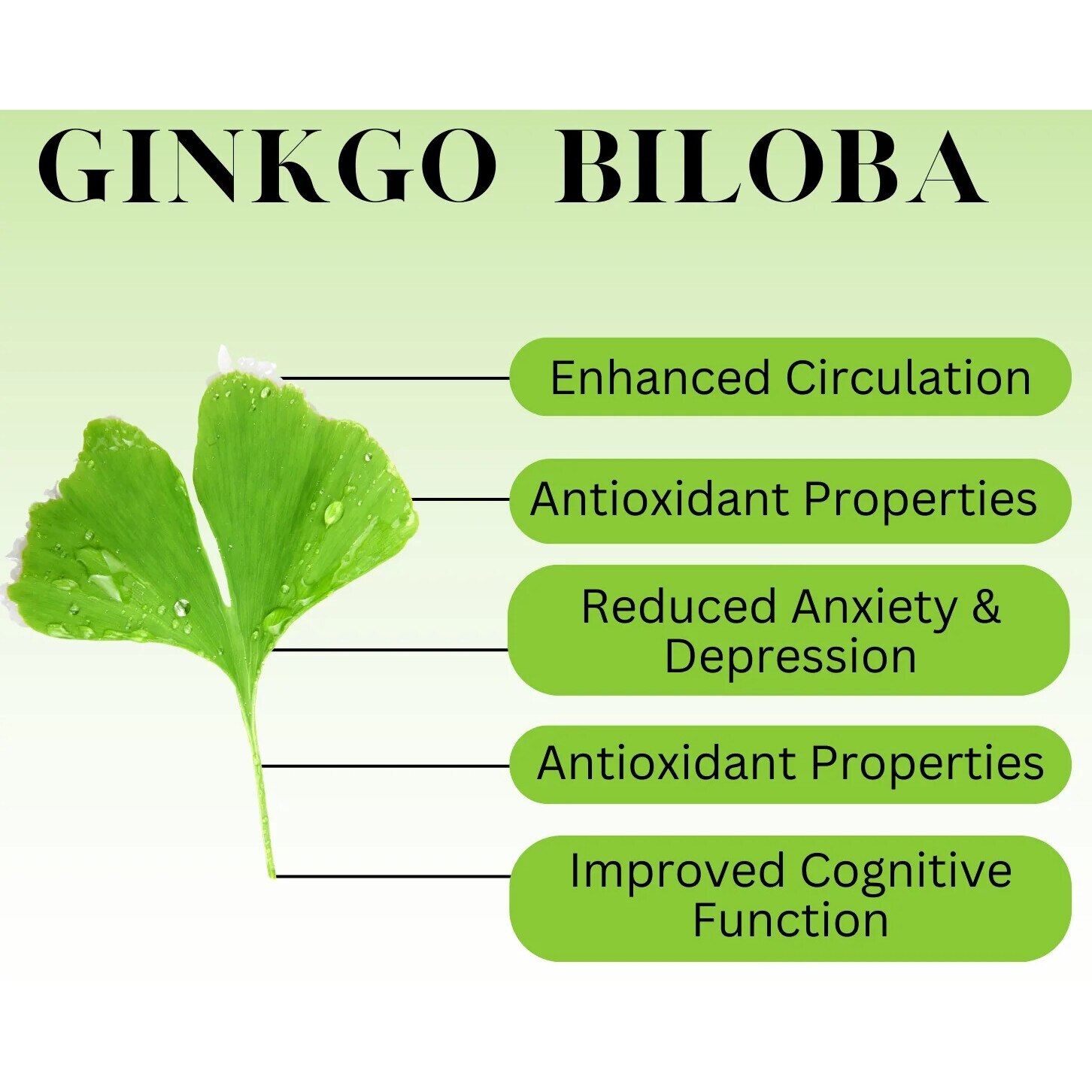 Pachet Ginkgo Biloba "Tonic cerebral", formula forte cu angelica ...