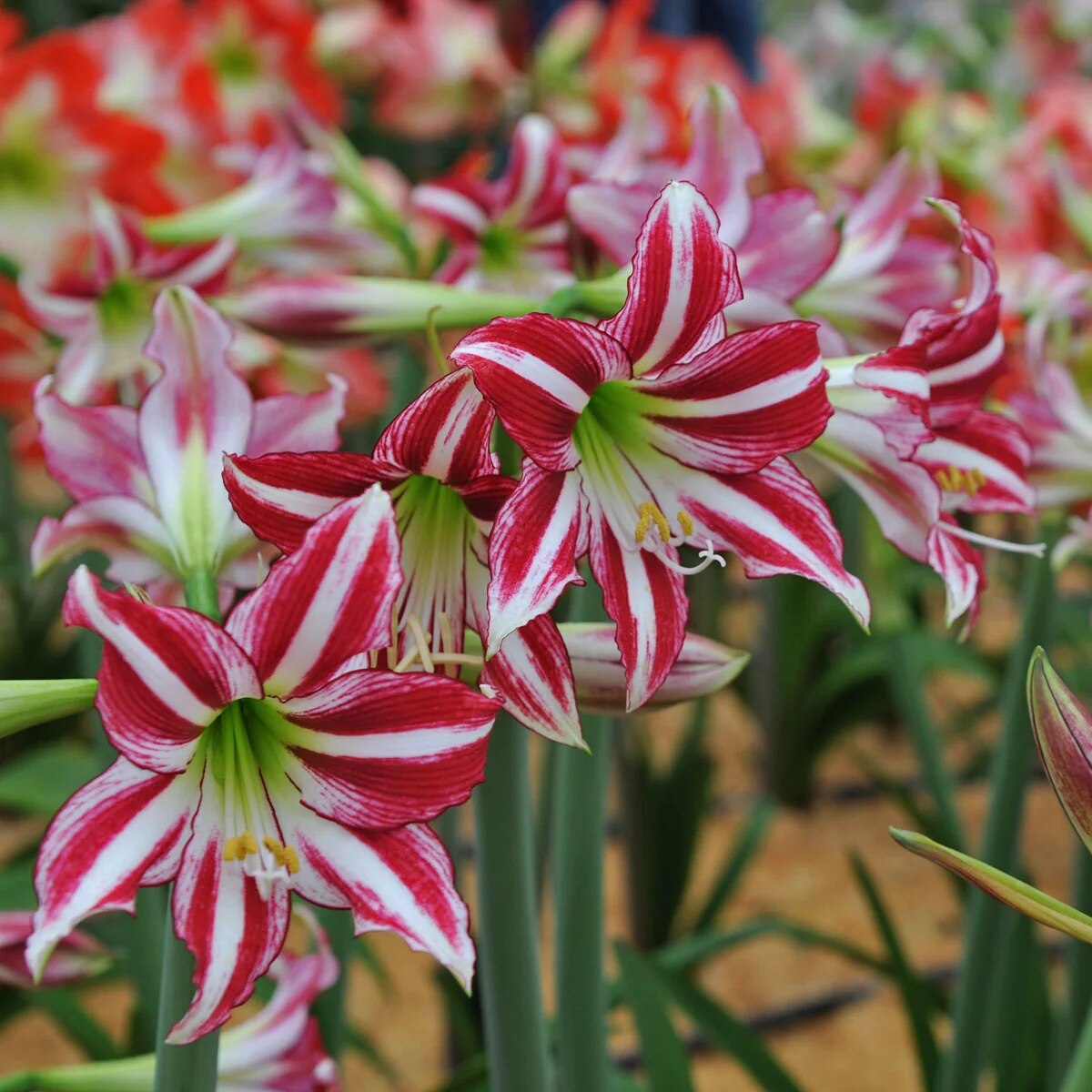 Bulb Crin de Camera Amaryllis, Hippeastrum Santiago®, Rosu/Alb, 26/28 ...