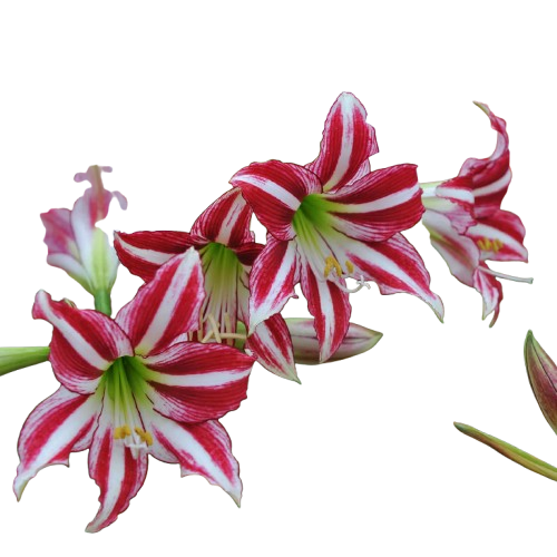 Bulb Crin de Camera Amaryllis, Hippeastrum Santiago®, Rosu/Alb, 26/28 ...