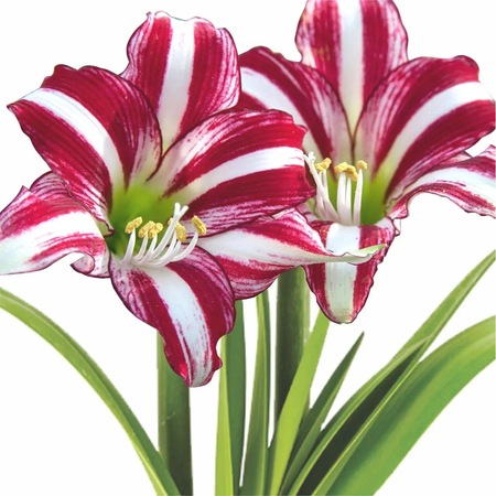 Bulb Crin de Camera Amaryllis, Hippeastrum Santiago®, Rosu/Alb, 26/28 ...