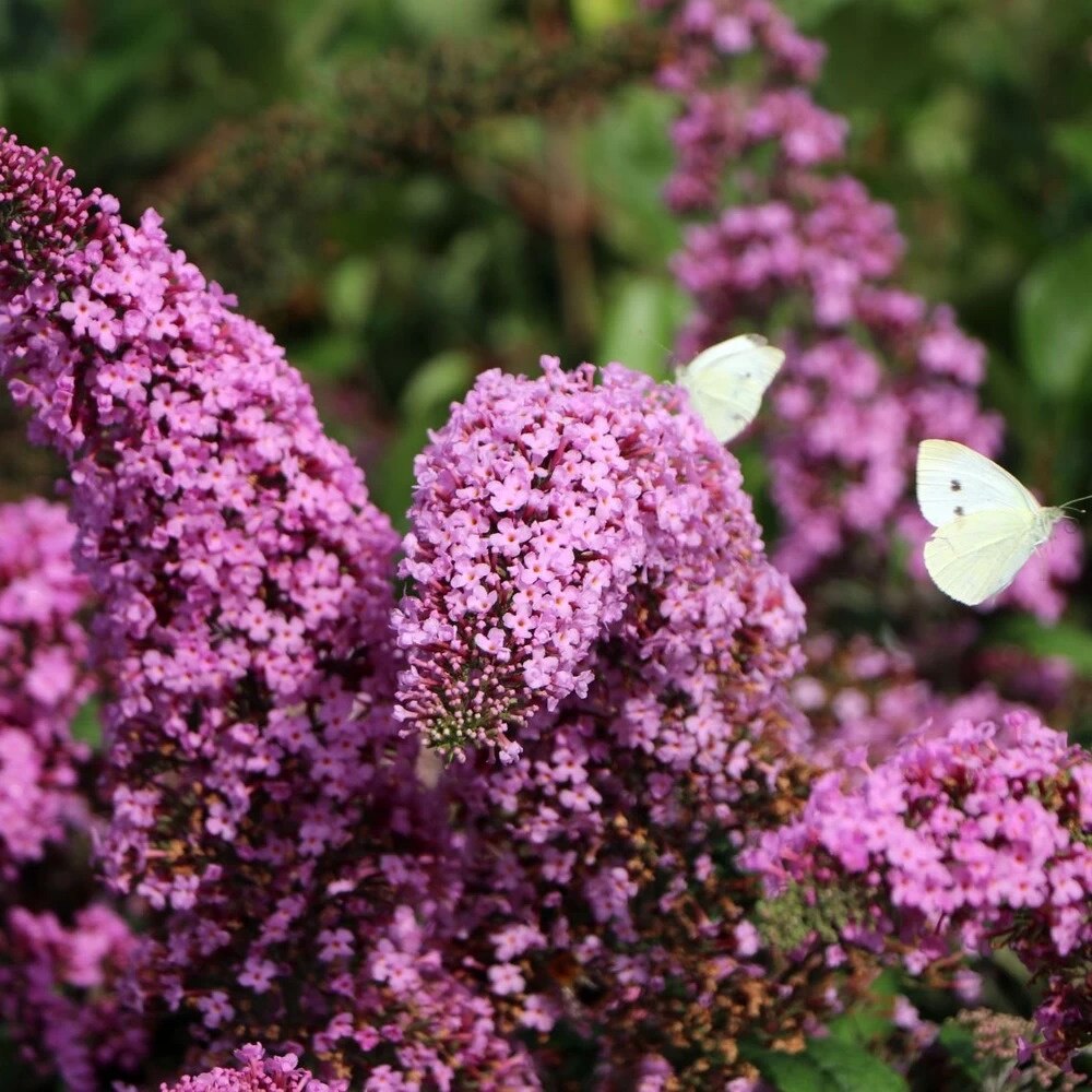 Liliac de Vara Roz, Buddleja Davidii Pink Delight, ghiveci 0.9L, H 20 ...