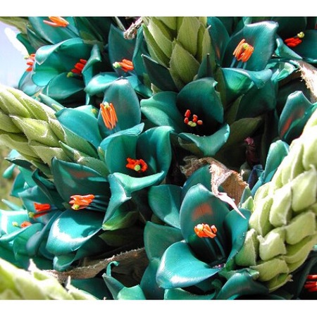 Seminte Puya Berteroniana Sapphire Tower, 5 bucati, flori albastre, 2m ...