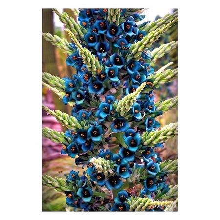 Seminte Puya Berteroniana Sapphire Tower, 5 bucati, flori albastre, 2m ...