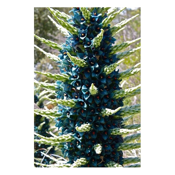 Seminte Puya Berteroniana Sapphire Tower, 5 bucati, flori albastre, 2m ...