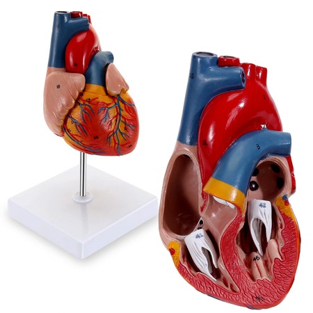 Model Anatomic Realist Inima umana 3D 1:1 – Structura Educationala cu ...