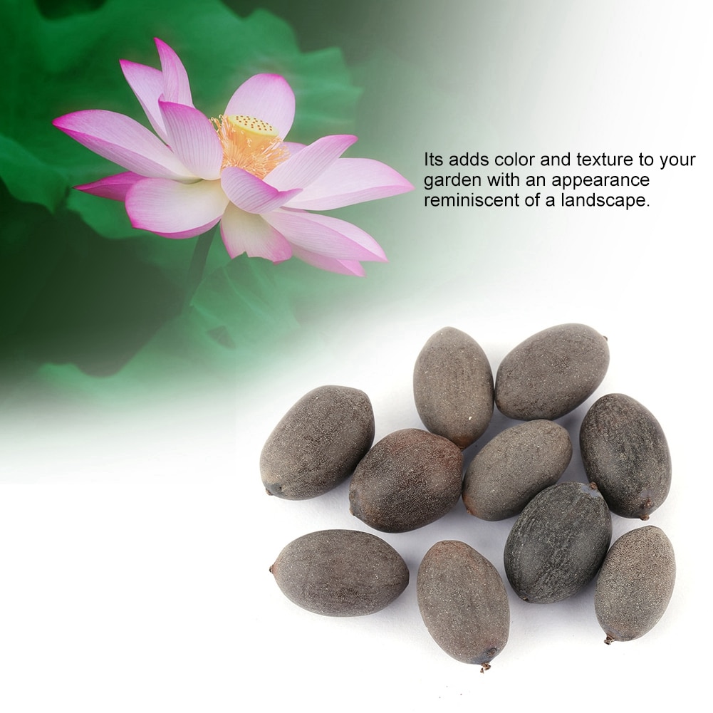 Set 5 pachete Seminte Lotus, Mmgoqqt, Planta Acvatica - eMAG.ro