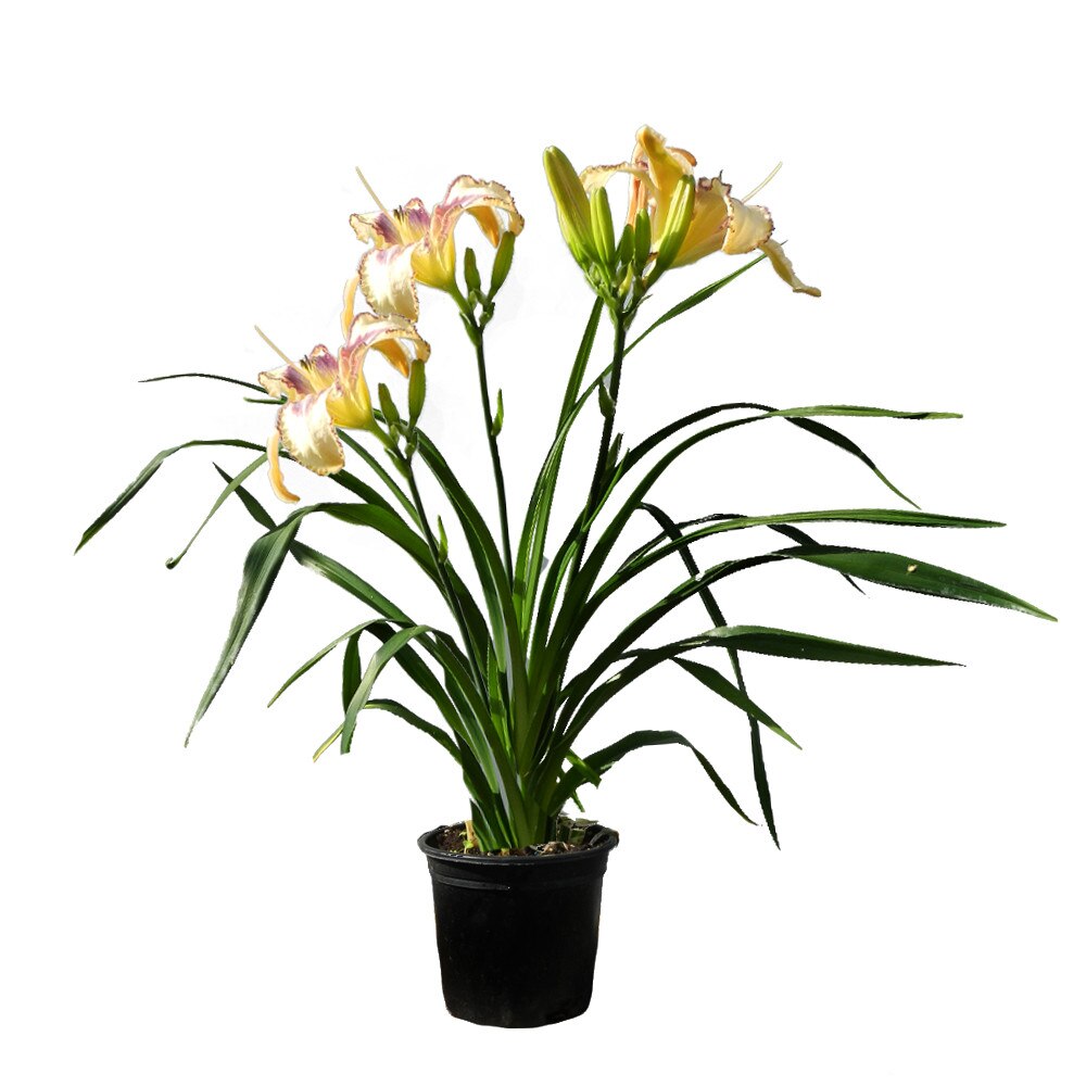 Crin de vara crem cu mov - Hemerocallis Destined To See - eMAG.ro