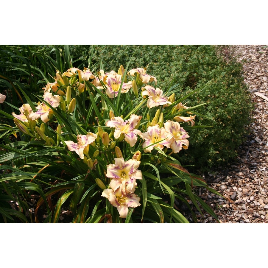 Crin de vara crem cu mov - Hemerocallis Destined To See - eMAG.ro