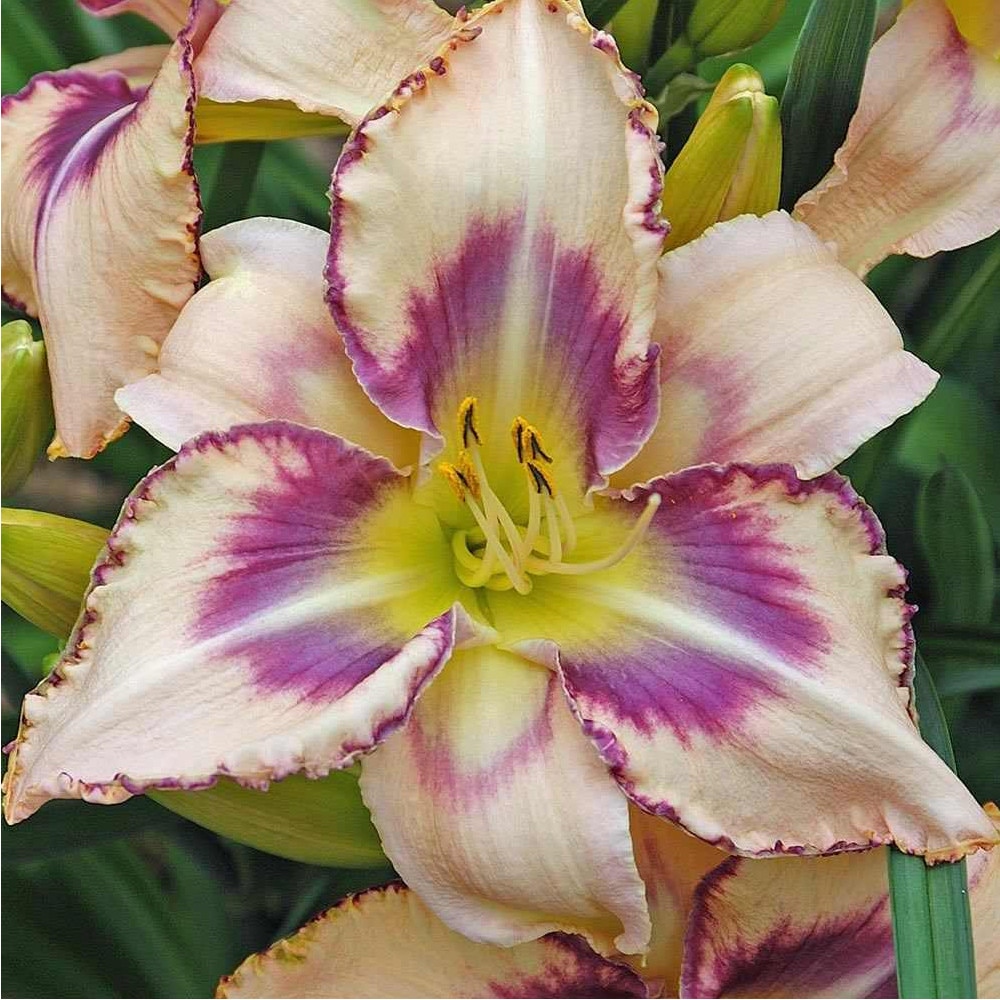 Crin de vara crem cu mov - Hemerocallis Destined To See - eMAG.ro