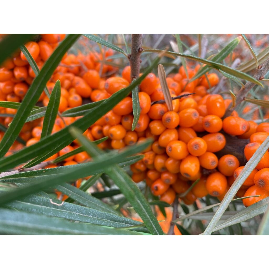 Sirop Natural de Catina de Munte Fara Zahar Produs Montan Camara ...