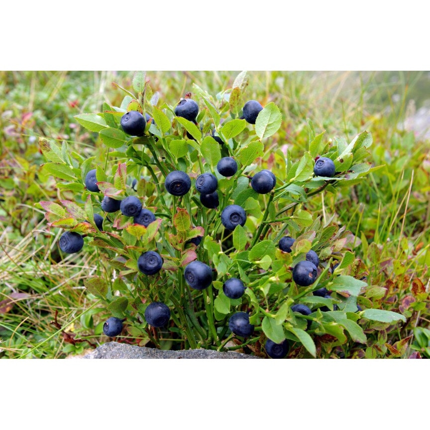 Sirop Natural de Afine de Munte Fara Zahar, Produs Montan Camara ...