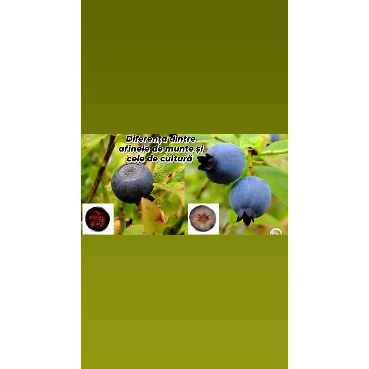 Sirop Natural de Afine de Munte Fara Zahar, Produs Montan Camara ...