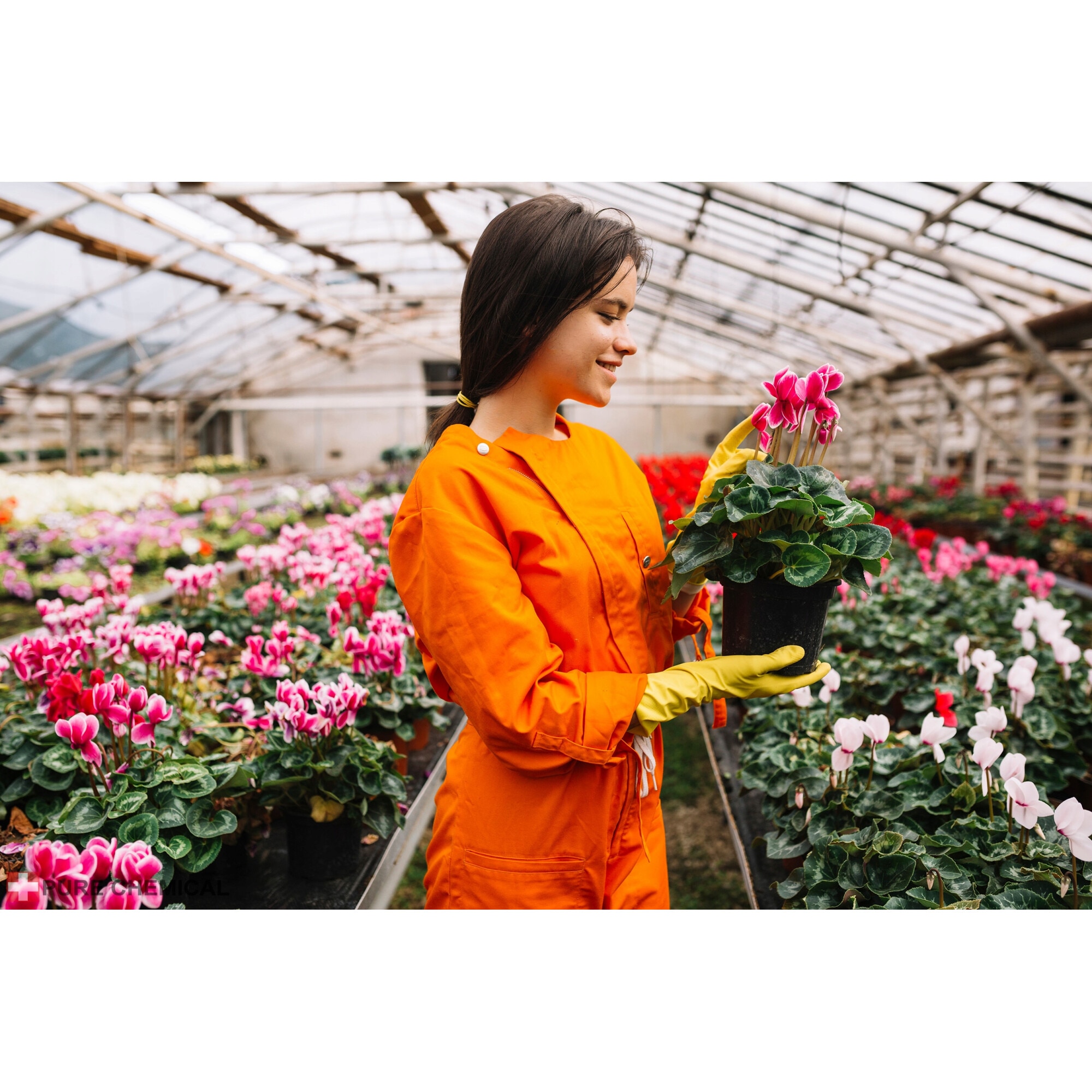 Azotat De Potasiu, Pure Chemical, Saltera Potasowa, Indispensabil In ...