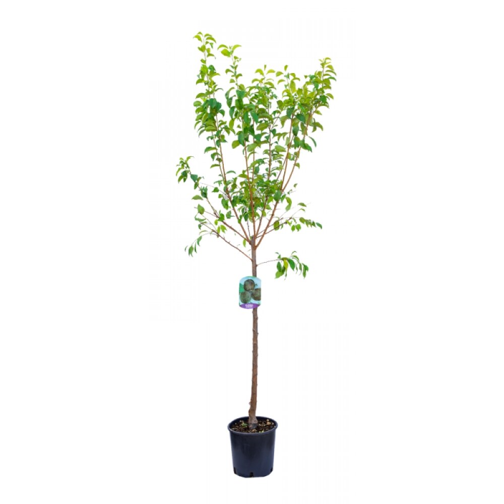 Prun Coscia Monaca Rossa, Prunus Domestica, ghiveci 9L, H 150-170 cm ...