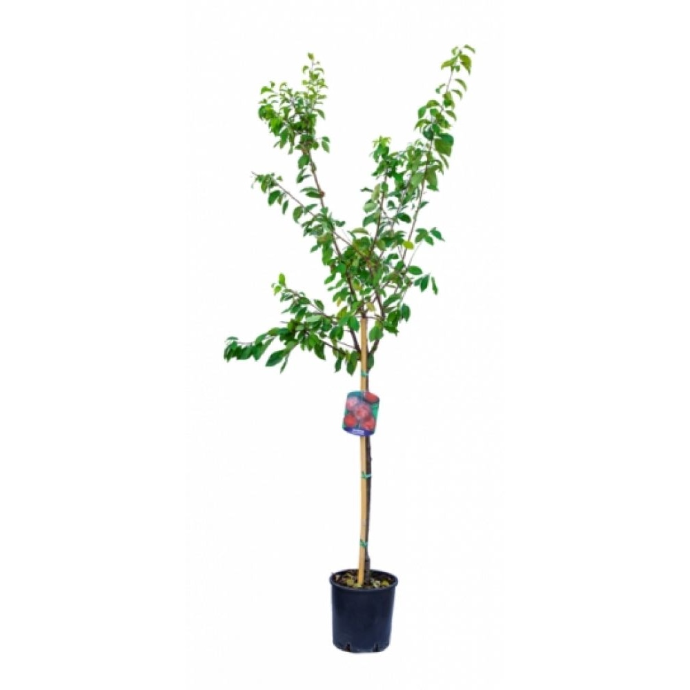 Prun Prugna D`Italia, Prunus Domestica, ghiveci 9L, H 150-170 cm, an 3 ...