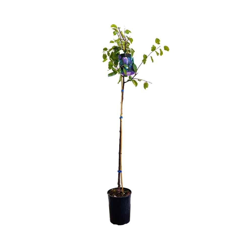 Prun President, Prunus Domestica, ghiveci 3.6L, H 100-120 cm - eMAG.ro