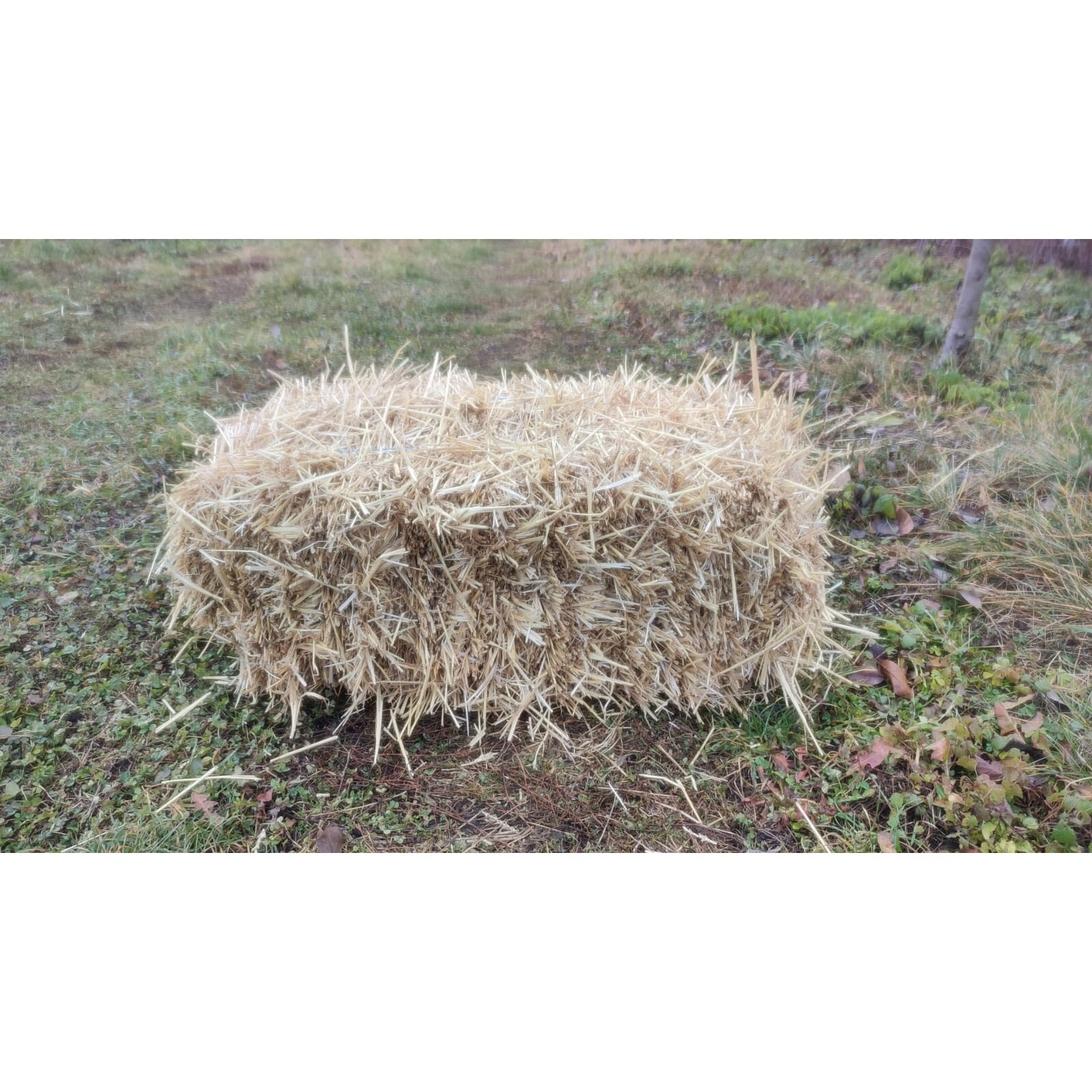 Baloti de paie 9, 8kg, dimensiune 100 x 55 x 30cm - eMAG.ro