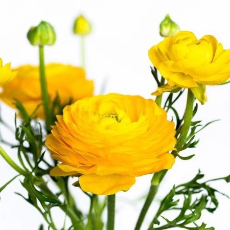 Bulbi Piciorul Cocosului Ranunculus, Yellow, Galben, 10/+, 5 bulbi ...