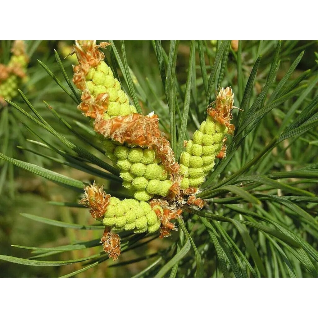 Ceai de Muguri Pin (Pinus sylvestris), 100% natural, fara aditivi sau ...