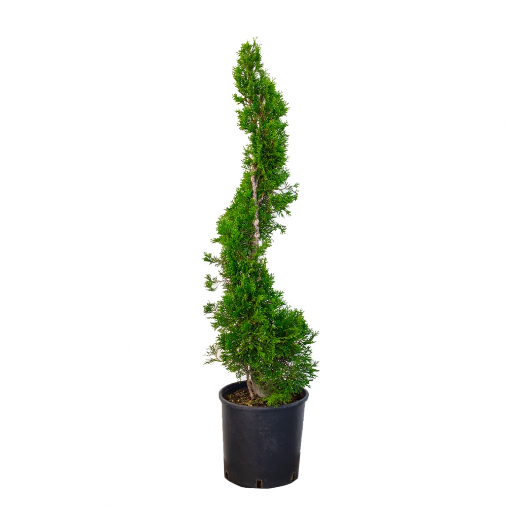 Tuia Smaragd Spirala, Thuja Occidentalis Smaragd, ghiveci 12L, H 100 ...