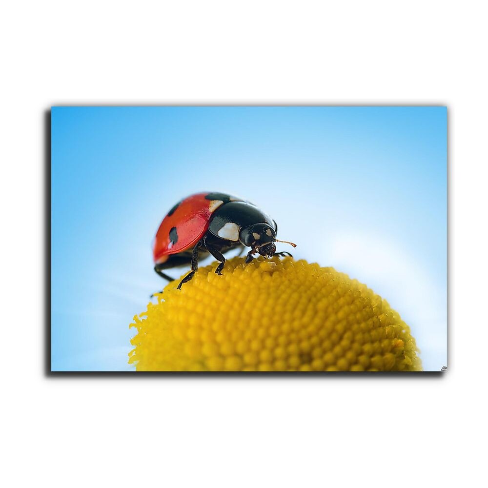 Katica a virágon, vászonkép, 85x55 - eMAG.hu