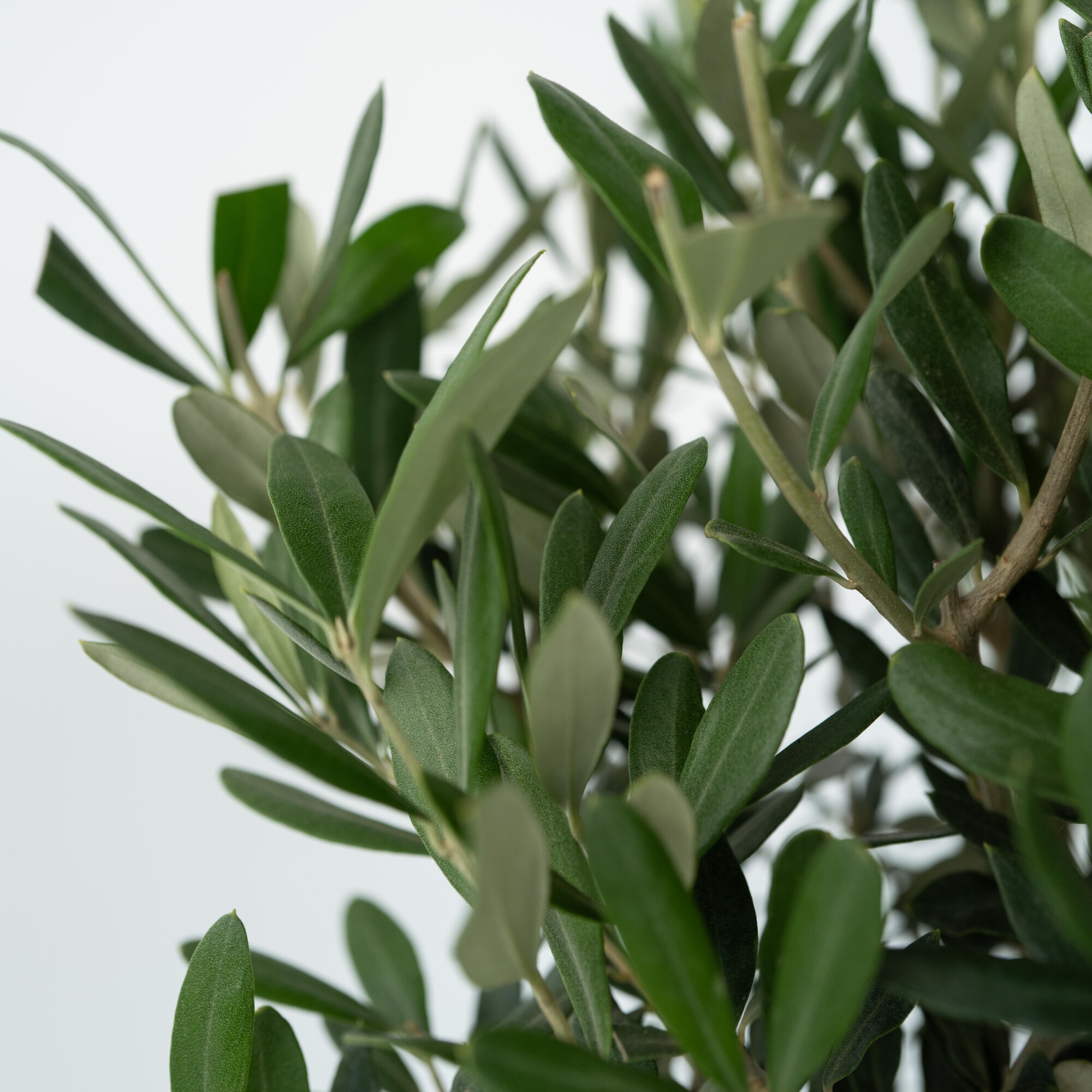 Maslin, Plant in a Box, Olea europaea, inaltime 80-90cm, ghiveci 19cm ...