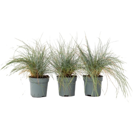Iarba albastra - 3 buc - Festuca glauca 'Elijah Blue' - Inaltime 10 ...
